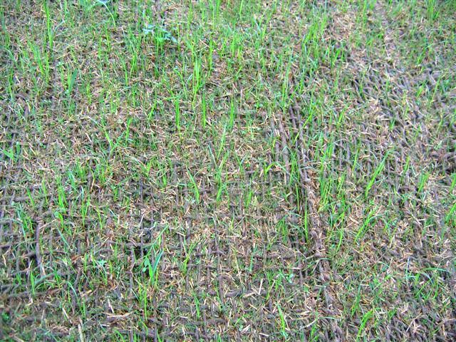 Jute Netting - MST-EROSION CONTROL